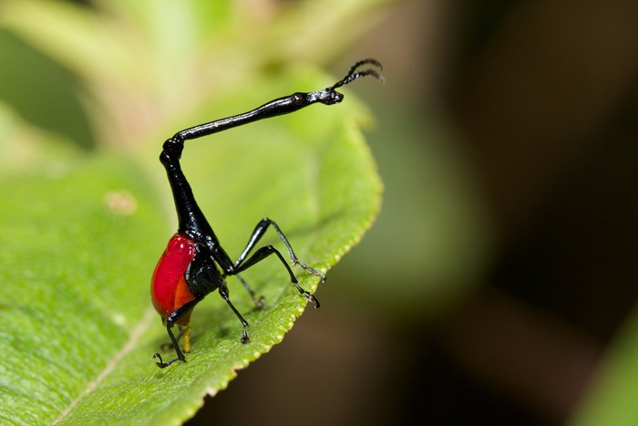 Giraffe weevil :: Zázračná příroda